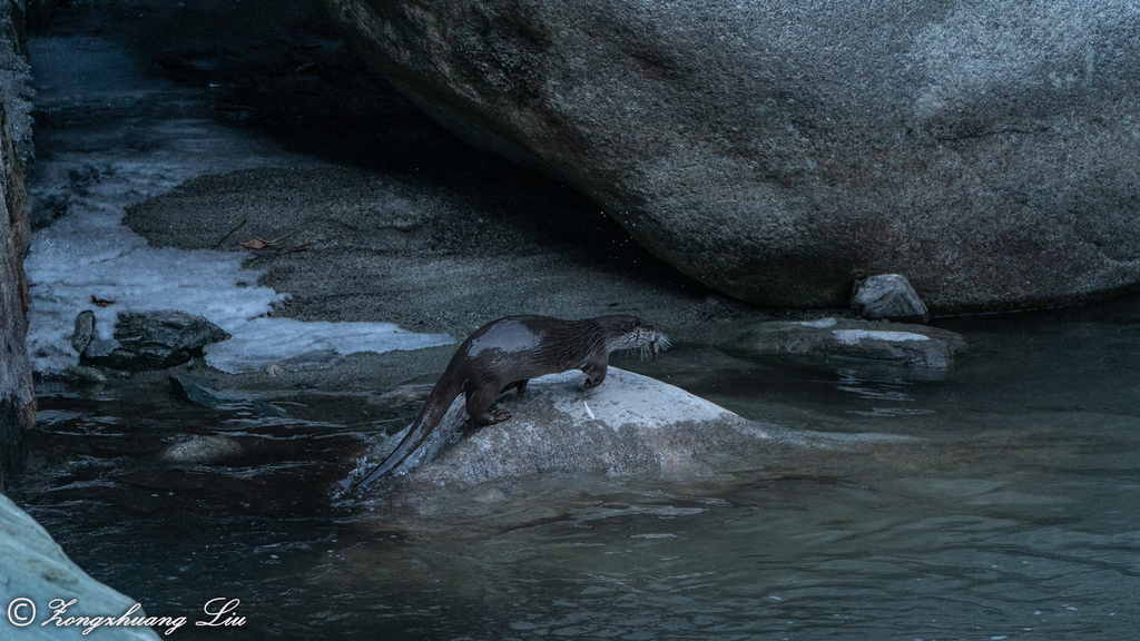Chinese Otter (Lutra lutra chinensis) - Know Your Mammals