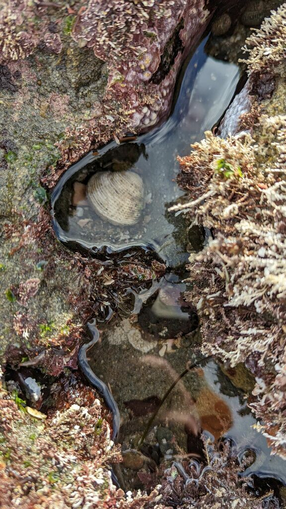Wavy Chione from La Jolla, San Diego, CA, USA on January 22, 2023 at 03 ...
