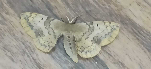 Tepilia biluna · iNaturalist