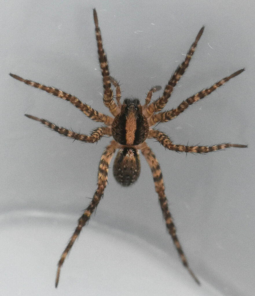 Brush-legged Spiders from Burleson County, TX, USA on December 02, 2022 ...