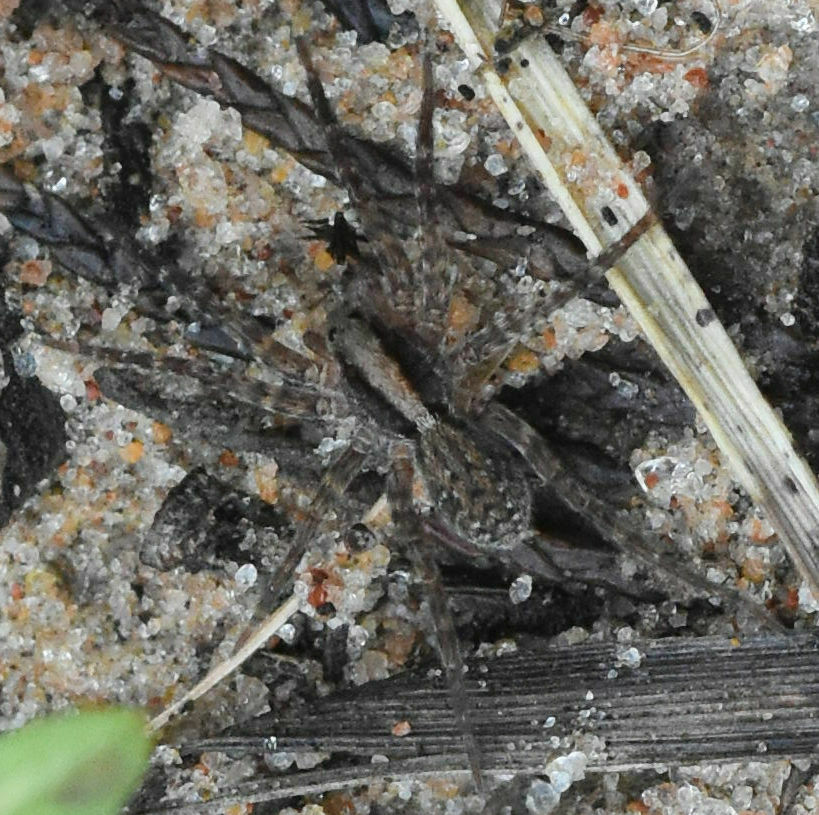 Brush-legged Spiders from Burleson County, TX, USA on December 02, 2022 ...