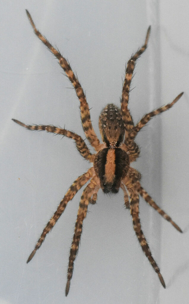 Brush-legged Spiders from Burleson County, TX, USA on December 02, 2022 ...