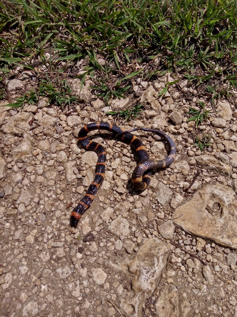 Forest Flame Snake from Ocozocoautla de Espinosa, Chis., Mexico on ...