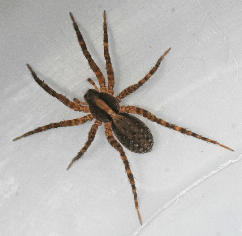 Brush-legged Spiders from Burleson County, TX, USA on December 02, 2022 ...