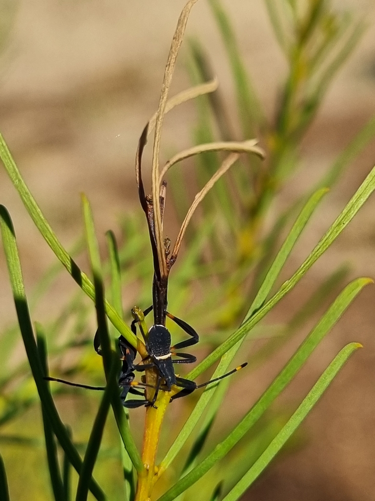 Crusader Bug from Lewiston SA 5501, Australia on January 24, 2023 at 09 ...