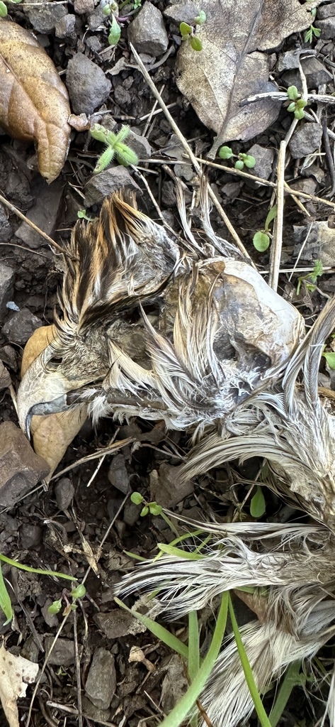 Cooper's Hawk from Sugarloaf Ridge State Park, Glen Ellen, CA, US on ...