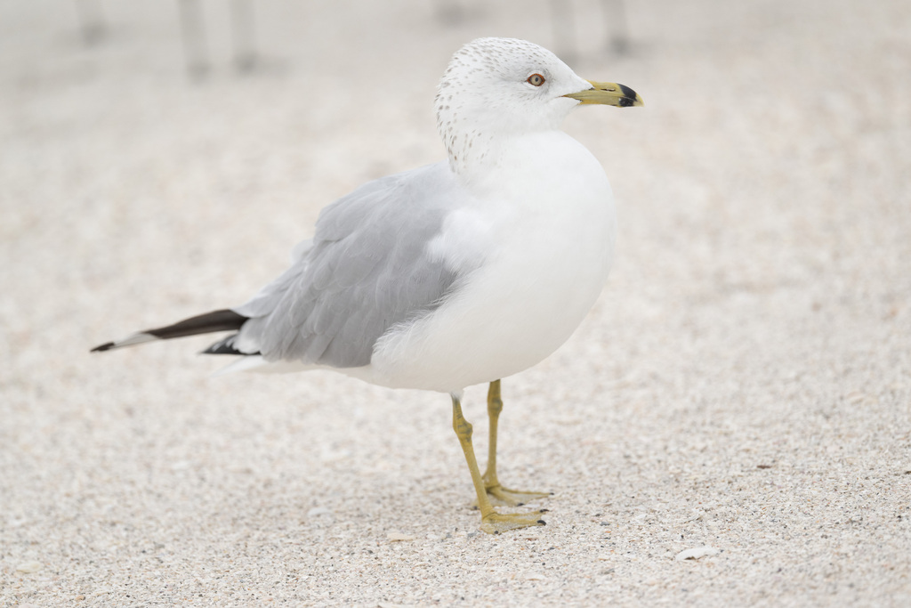 Ring-billed Gull from Pelican Bay, North Naples, FL, USA on January 23 ...