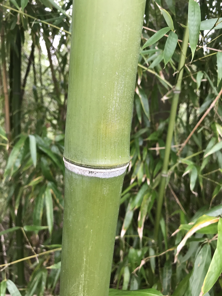 fishpole bamboo from Solomons, MD, USA on January 01, 2019 at 12:17 PM ...