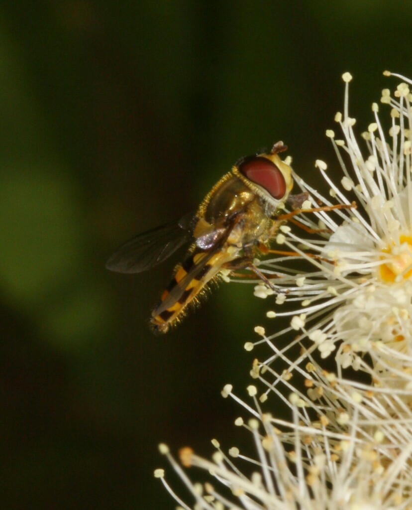 Common Flower Flies from Pabos, 17 rue Baie-Bleue Le Rocher-Percé, QC ...