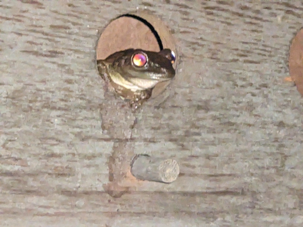 Cuban Tree Frog from Guaynabo on January 23, 2023 by Ale E.. Parents ...