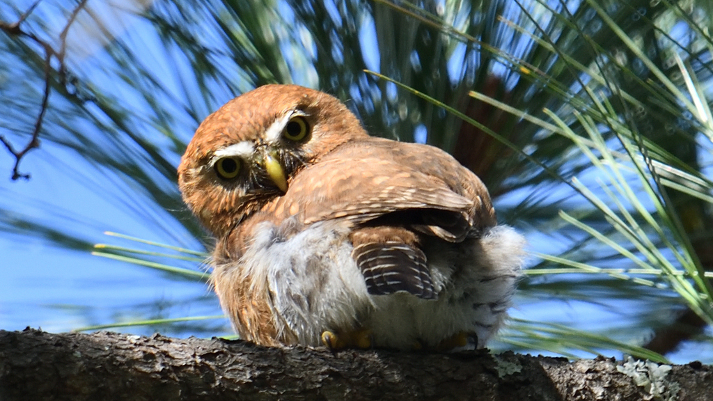 Northern Pygmy-Owl from Linares, N.L., México on January 22, 2023 at 10 ...