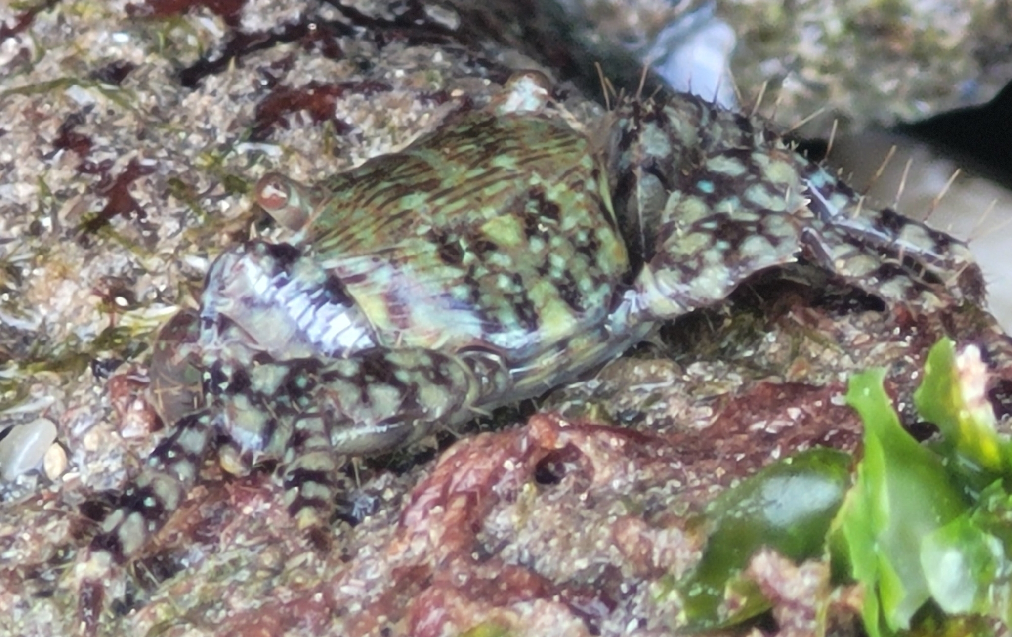 Pachygrapsus transversus (Gibbes, 1850)