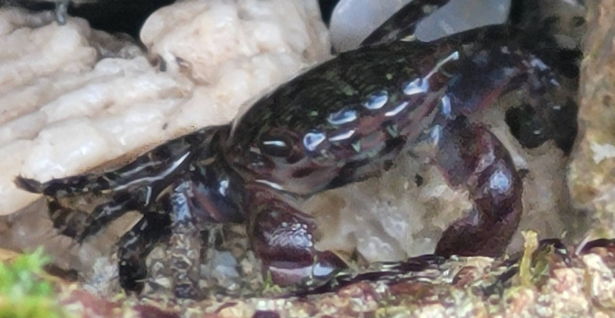 Pachygrapsus transversus (Gibbes, 1850)