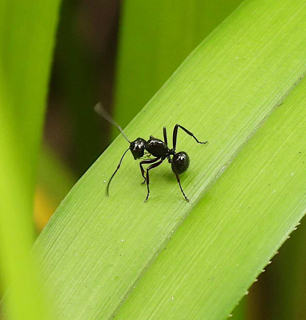 Dome-backed Spiny Ants in January 2023 by cirolana · iNaturalist