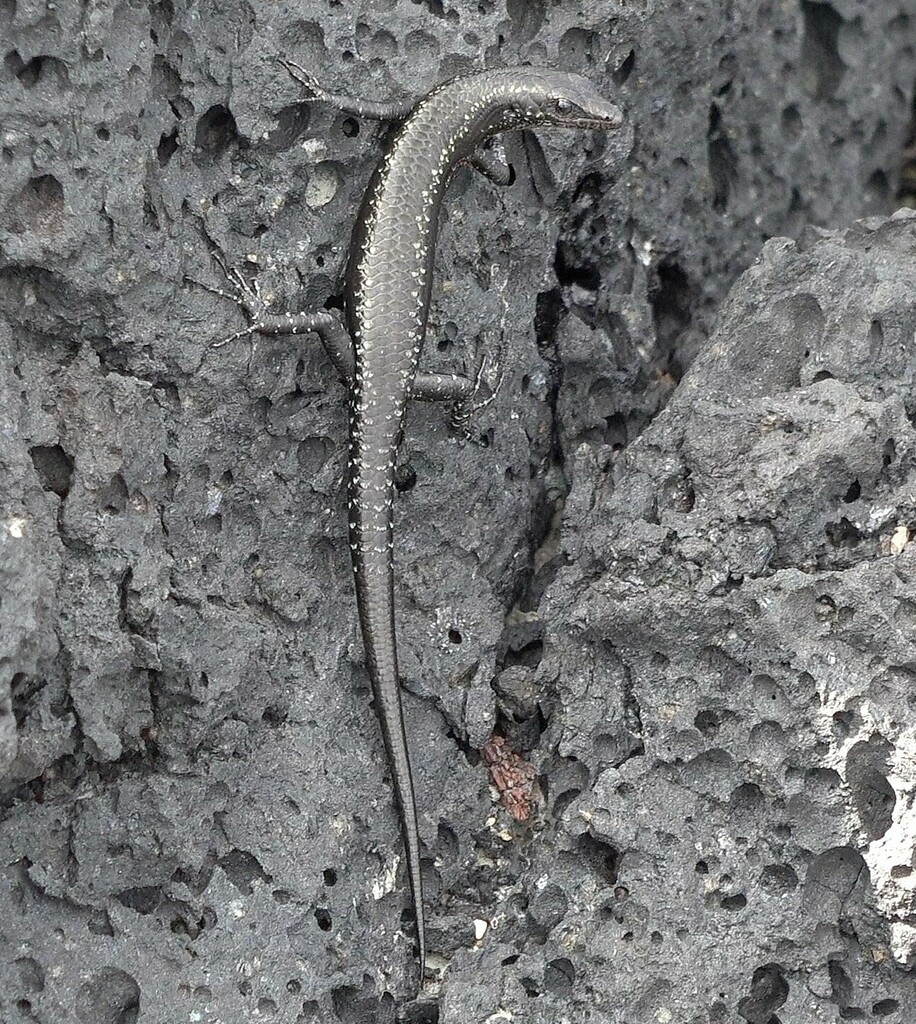 Grande Comores Snake Eyed Skink from Grande Comore, Komoren on May 17 ...