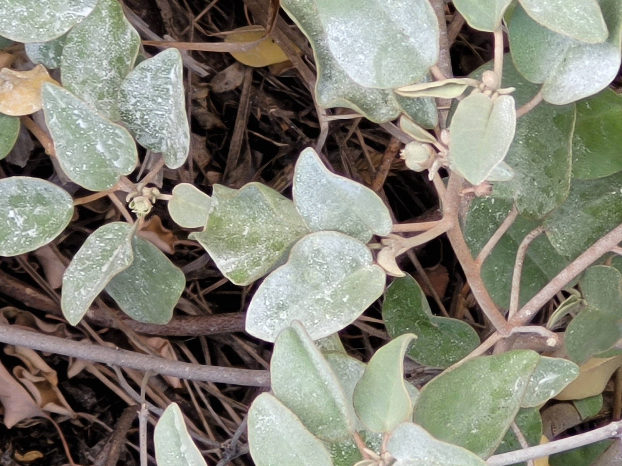 Croton punctatus Jacq.