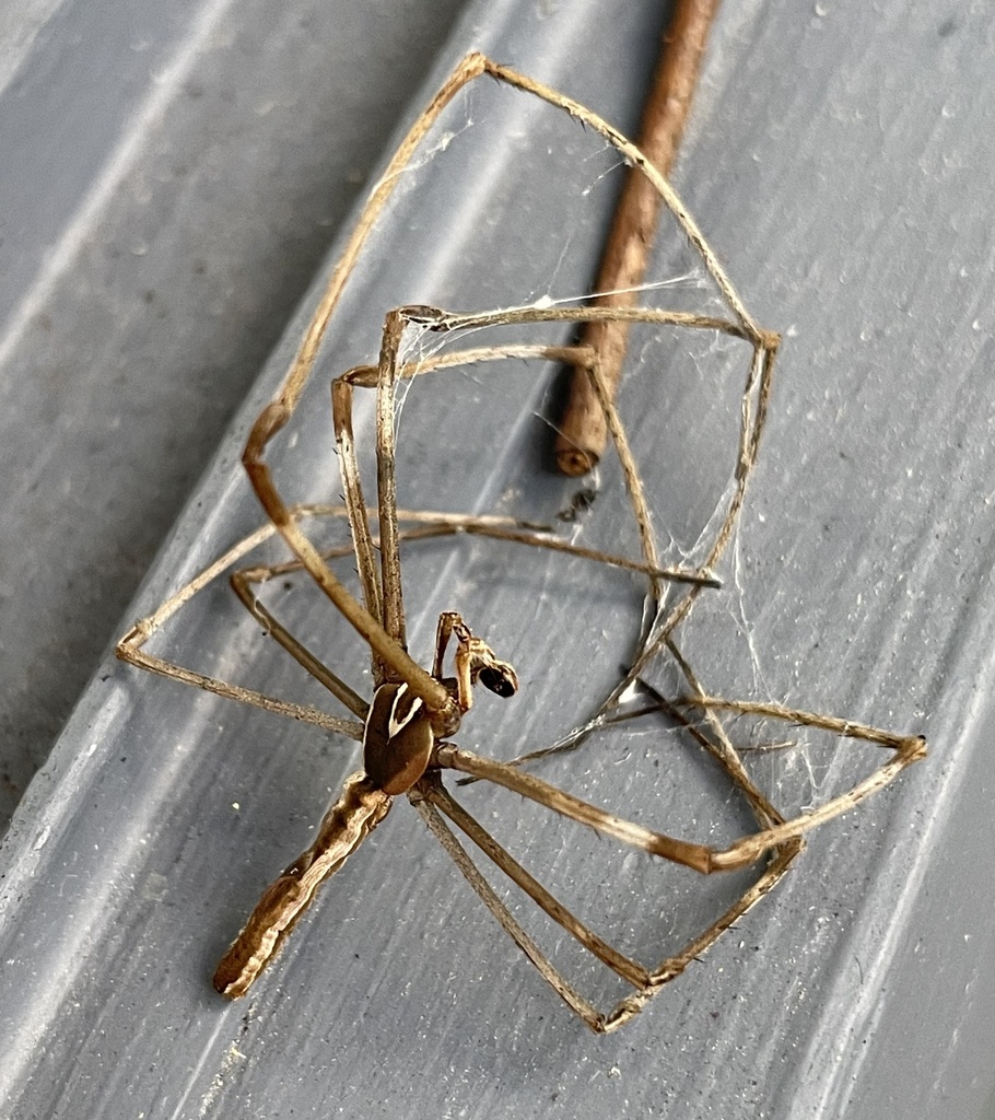Asian Ogre-faced Spiders from Frankston South, VIC, AU on January 24 ...