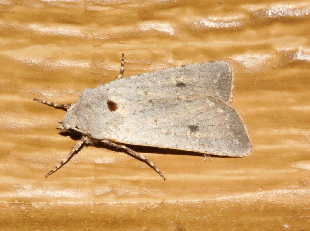 White Cutworm Moth from Pabos, 17 rue Baie-Bleue Le Rocher-Percé, QC ...