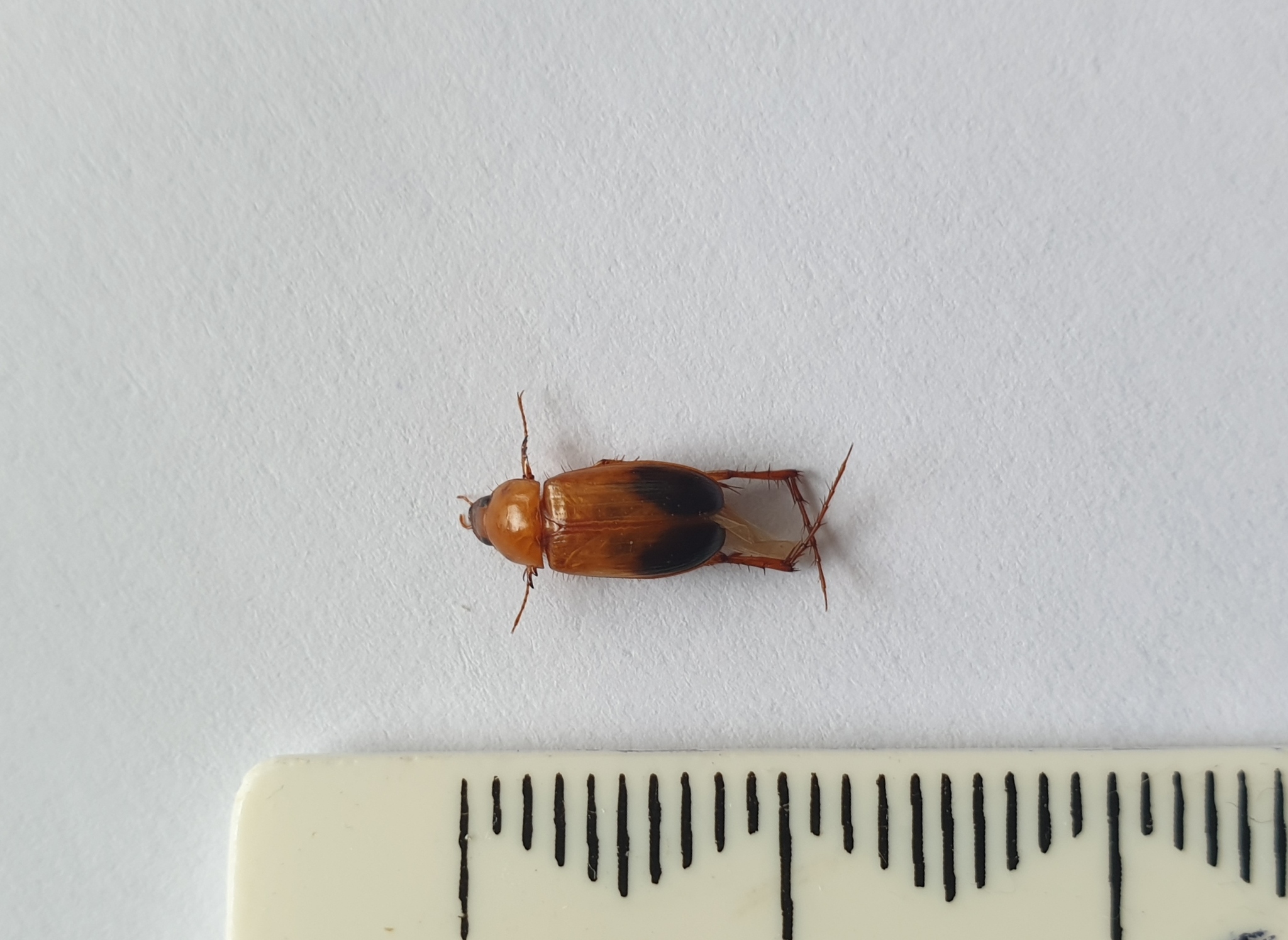 Phyllotocus Fischer von Waldheim, 1823