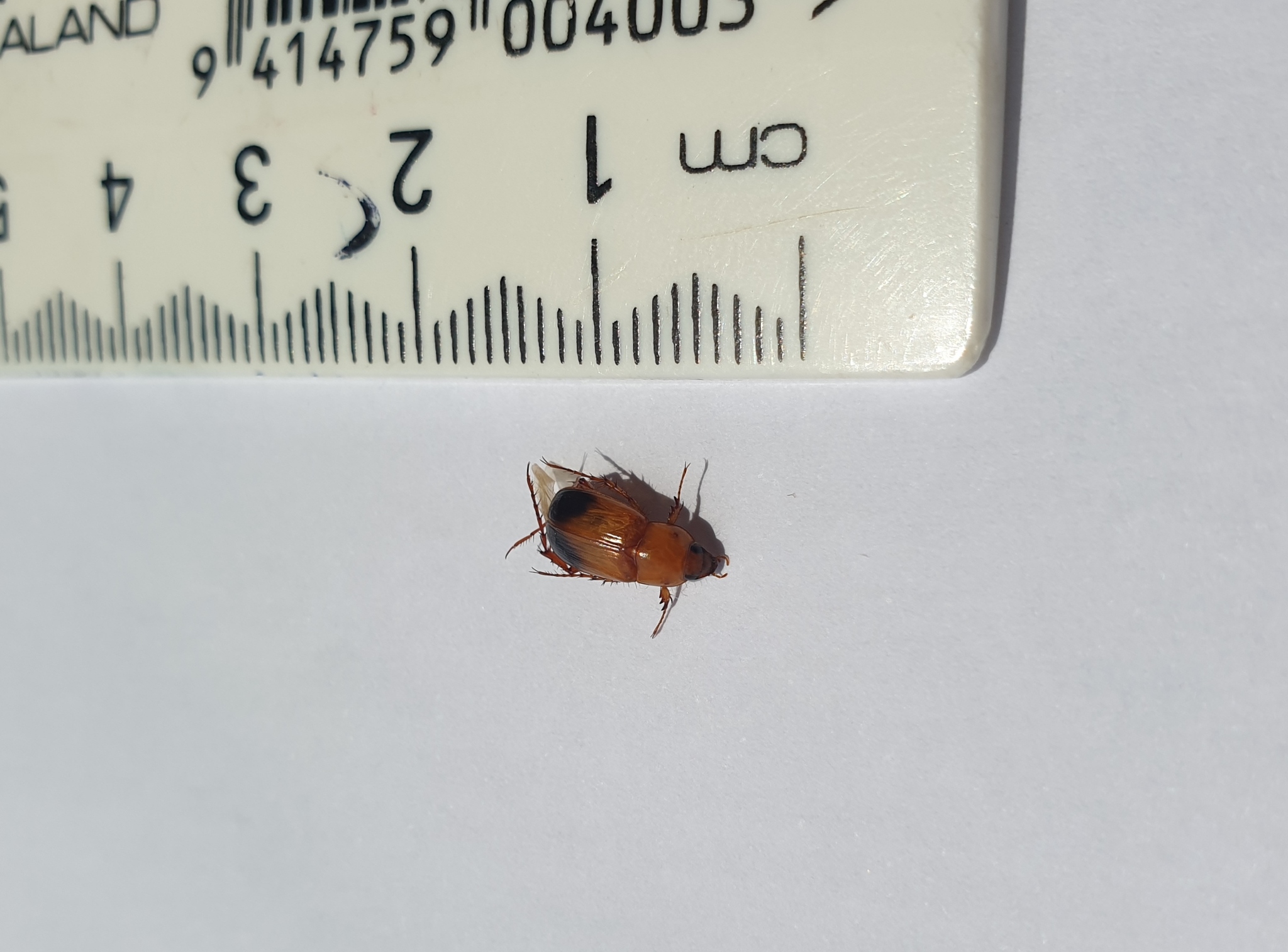 Phyllotocus Fischer von Waldheim, 1823