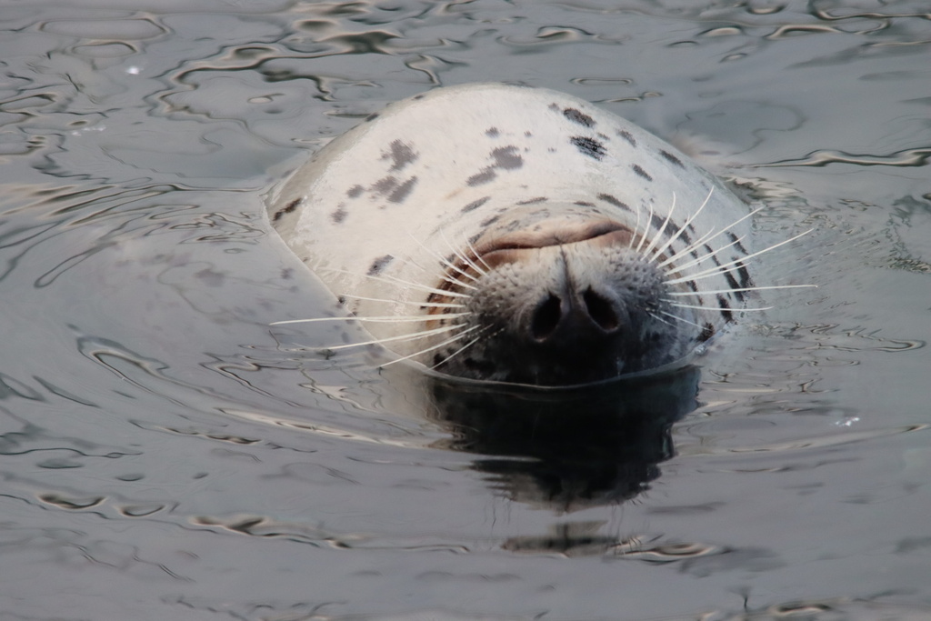 Pacific Harbor Seal from West Bay, Victoria, BC, CA on January 23, 2023 ...