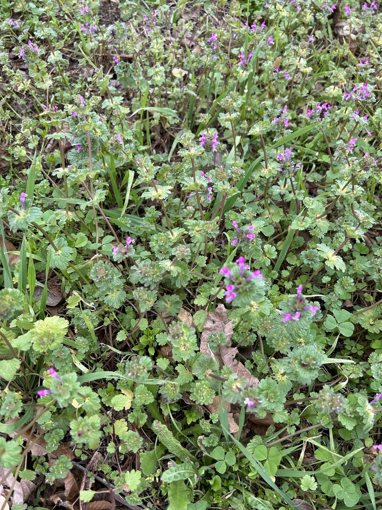 henbit deadnettle from Orchard Park, Cameron, TX, US on January 20 ...