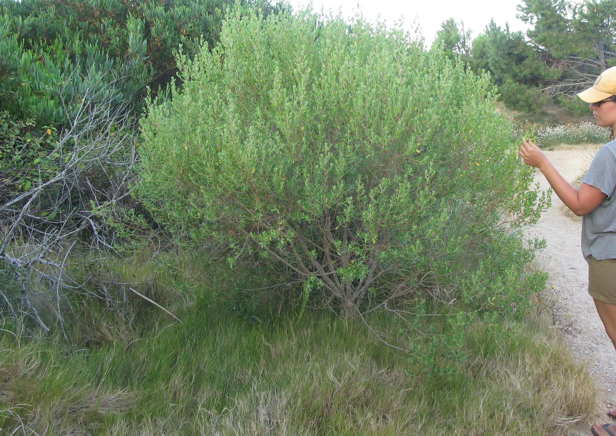 Baccharis dracunculifolia DC.