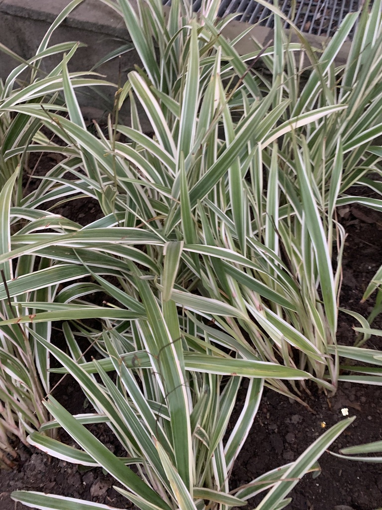 flowering plants from Trinity University, San Antonio, TX, US on ...