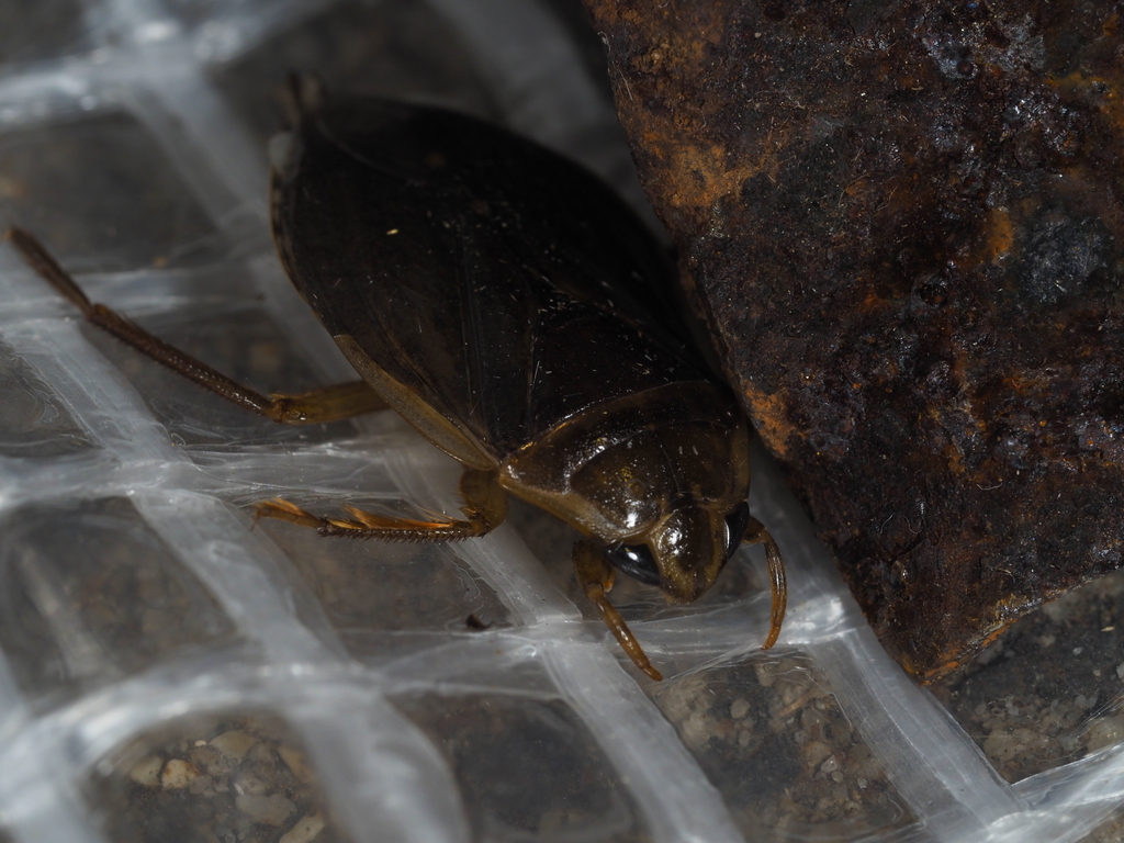 Diplonychus eques from Wooli NSW 2462, Australia on January 23, 2023 at ...