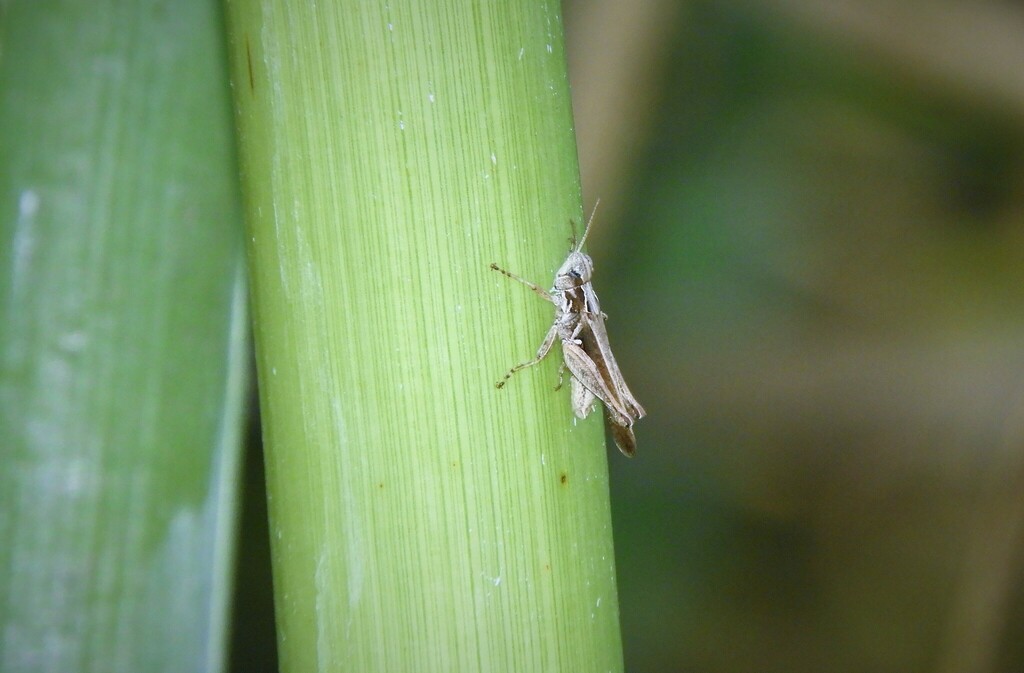 Orphulella punctata from 37000 Melo, Departamento de Cerro Largo ...