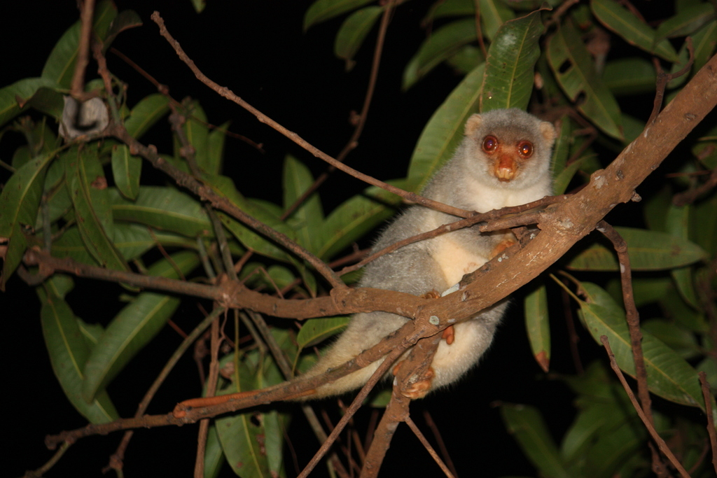 Common Spotted Cuscus (Spilocuscus maculatus) - Know Your Mammals