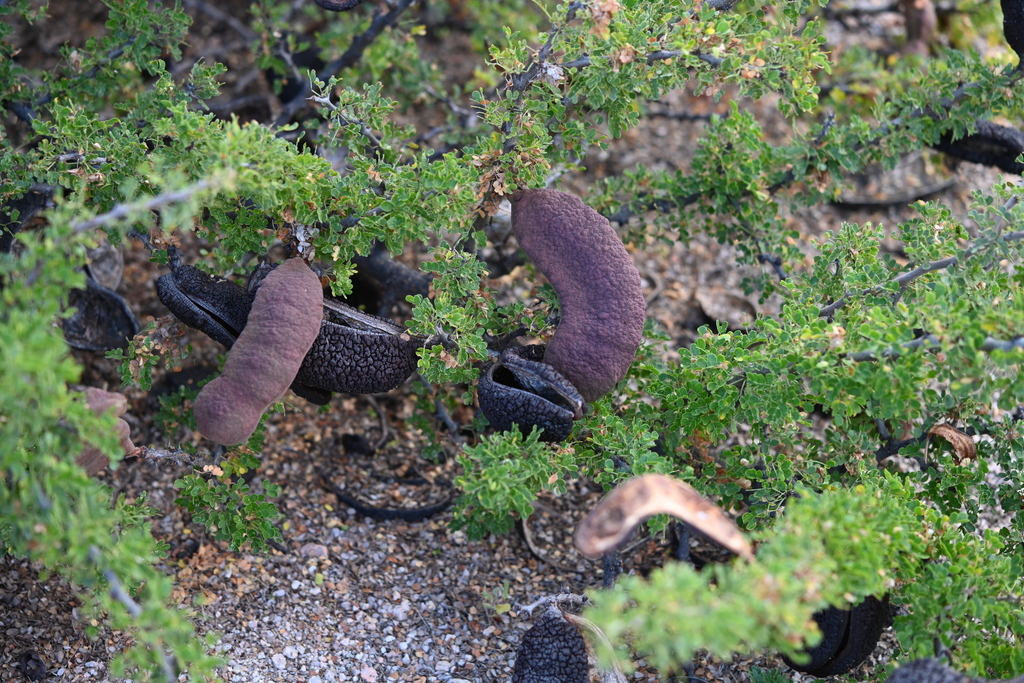 Dog Poop Bush from La Paz, BCS, Mexico on January 21, 2023 at 12:27 PM ...
