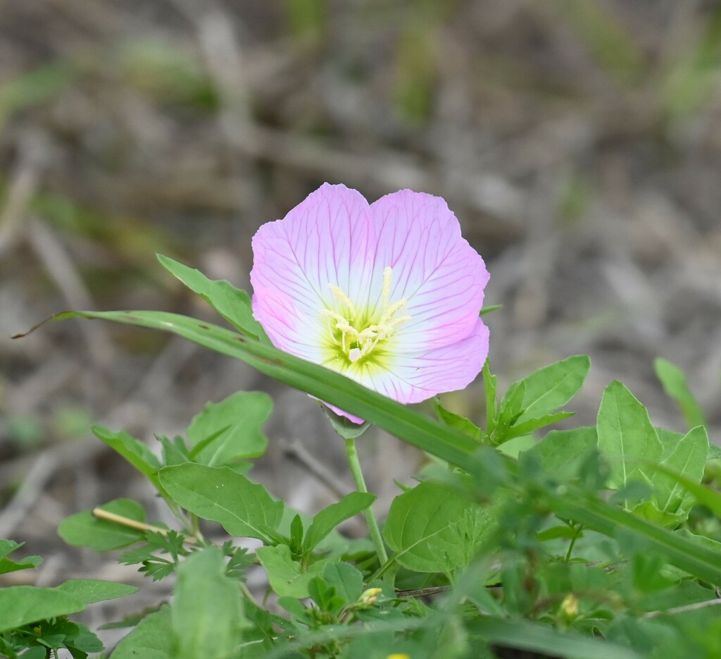 Pinkladies from Bay Area, Corpus Christi, TX, USA on January 23, 2023 ...