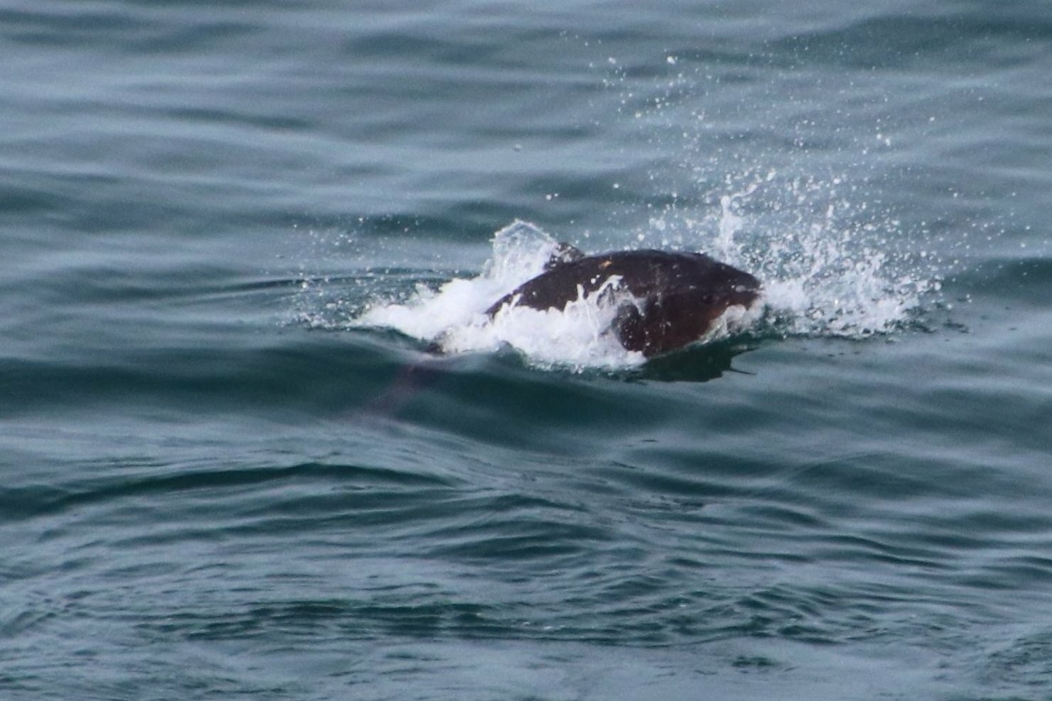 Polyprionidae