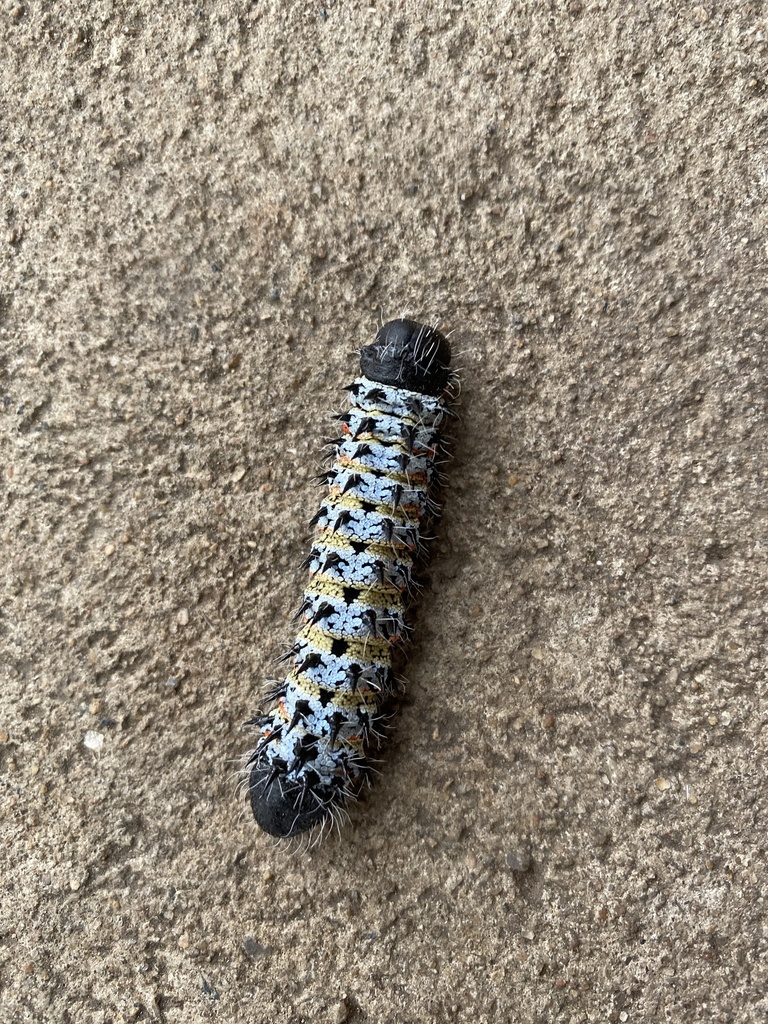 Mopane Worm from Kruger National Park, South Africa on December 13 ...