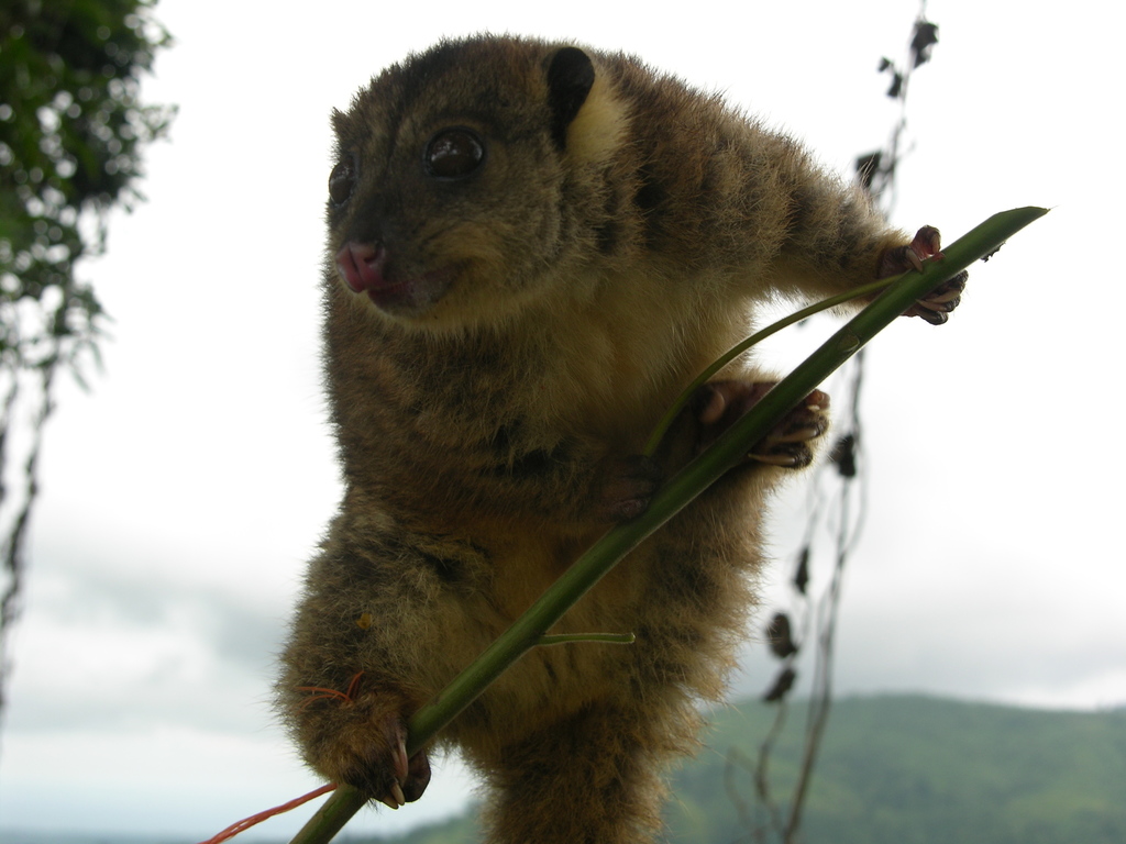 Northern Common Cuscus from west new britain on September 1, 2009 by ...