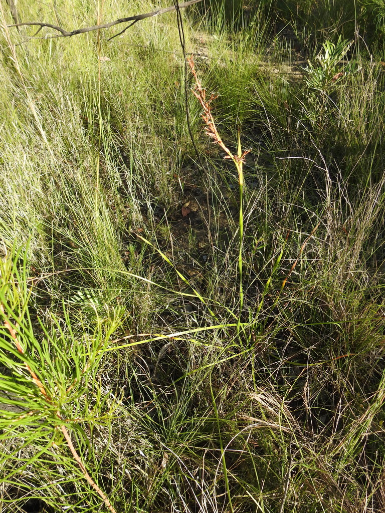 variable sword-sedge from Walligan QLD 4655, Australia on January 23 ...