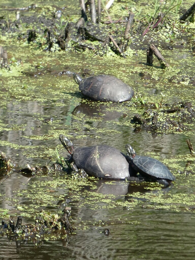 Eastern Painted Turtle from 2501-2599 Refuge Entrance Rd, Smyrna, DE ...