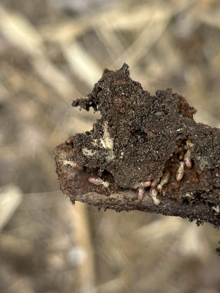 Amitermes in January 2023 by mossgreyweevil · iNaturalist