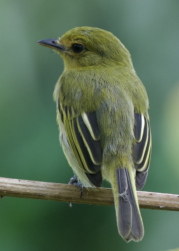 Perching Birds from Trinidad, Trinidad and Tobago, TT on January 23 ...