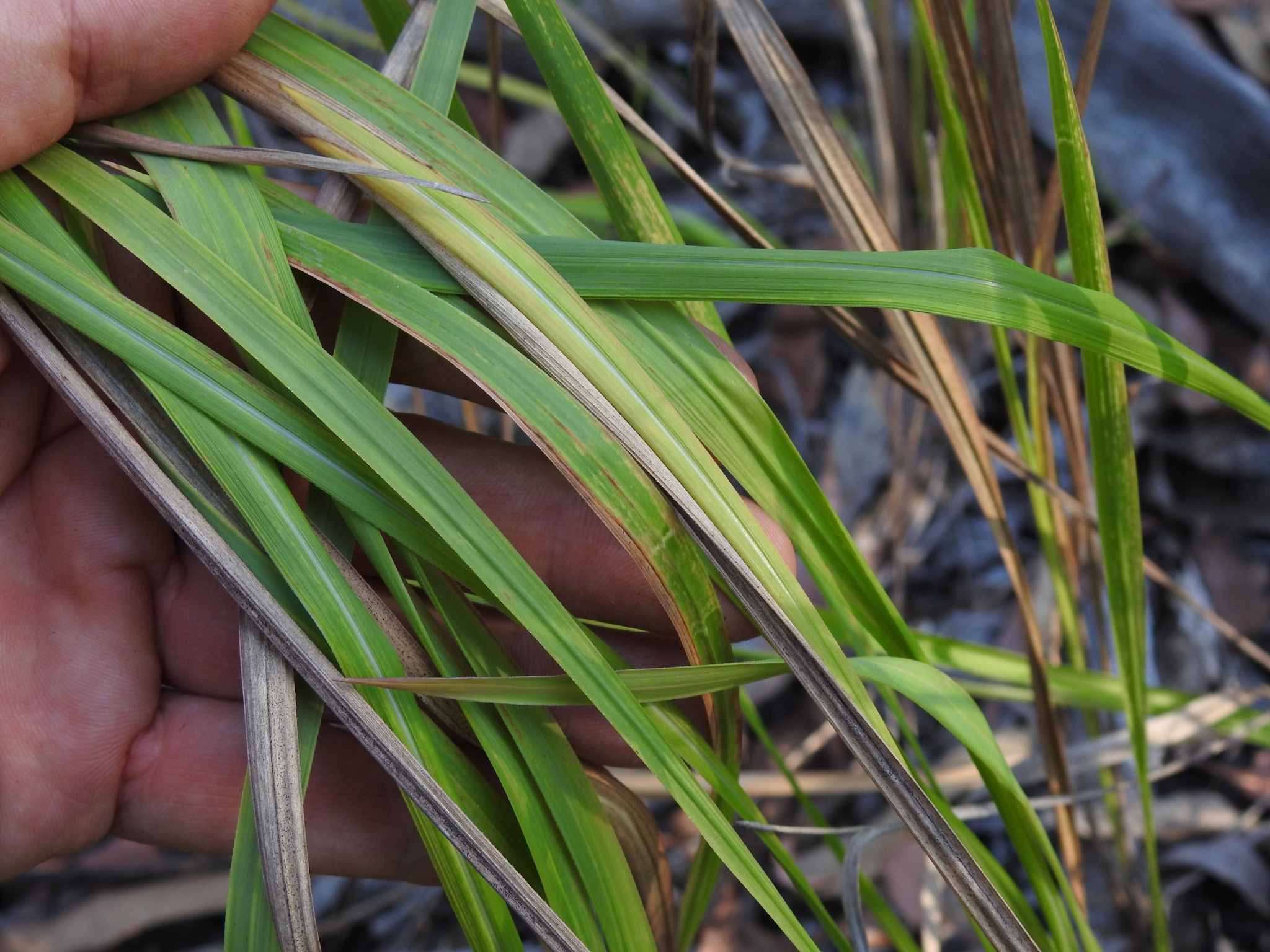 Imperata cylindrica (L.) P.Beauv.