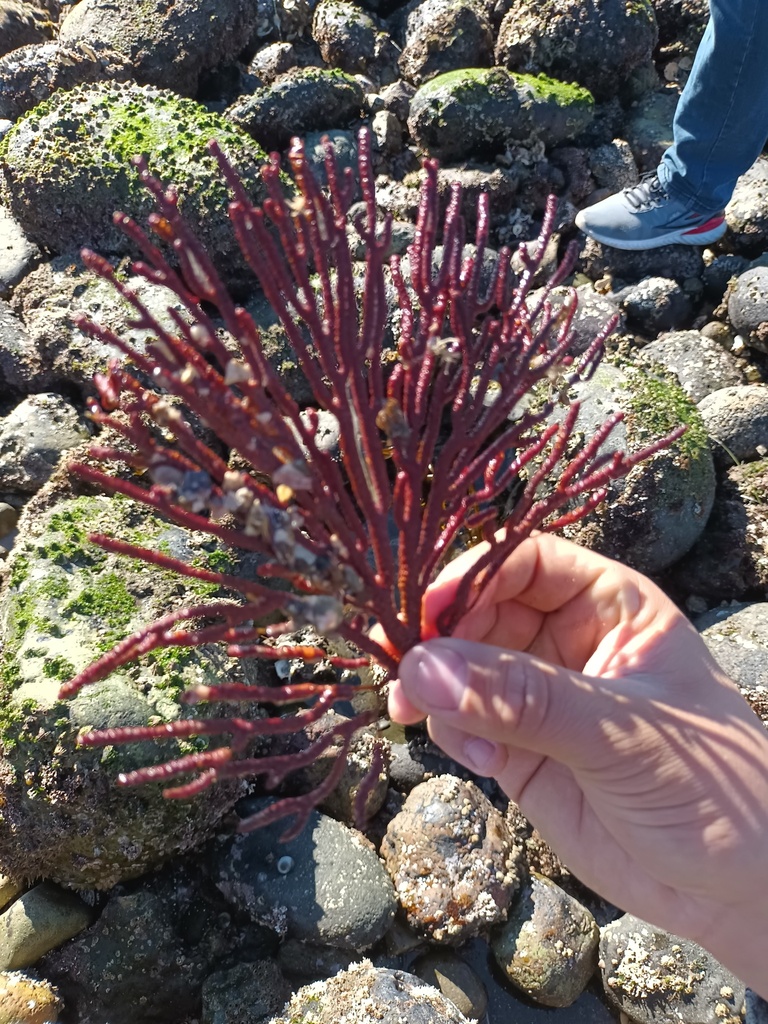 Muricea from Fondeport, 22760 El Sauzal, B.C., México on January 21 ...