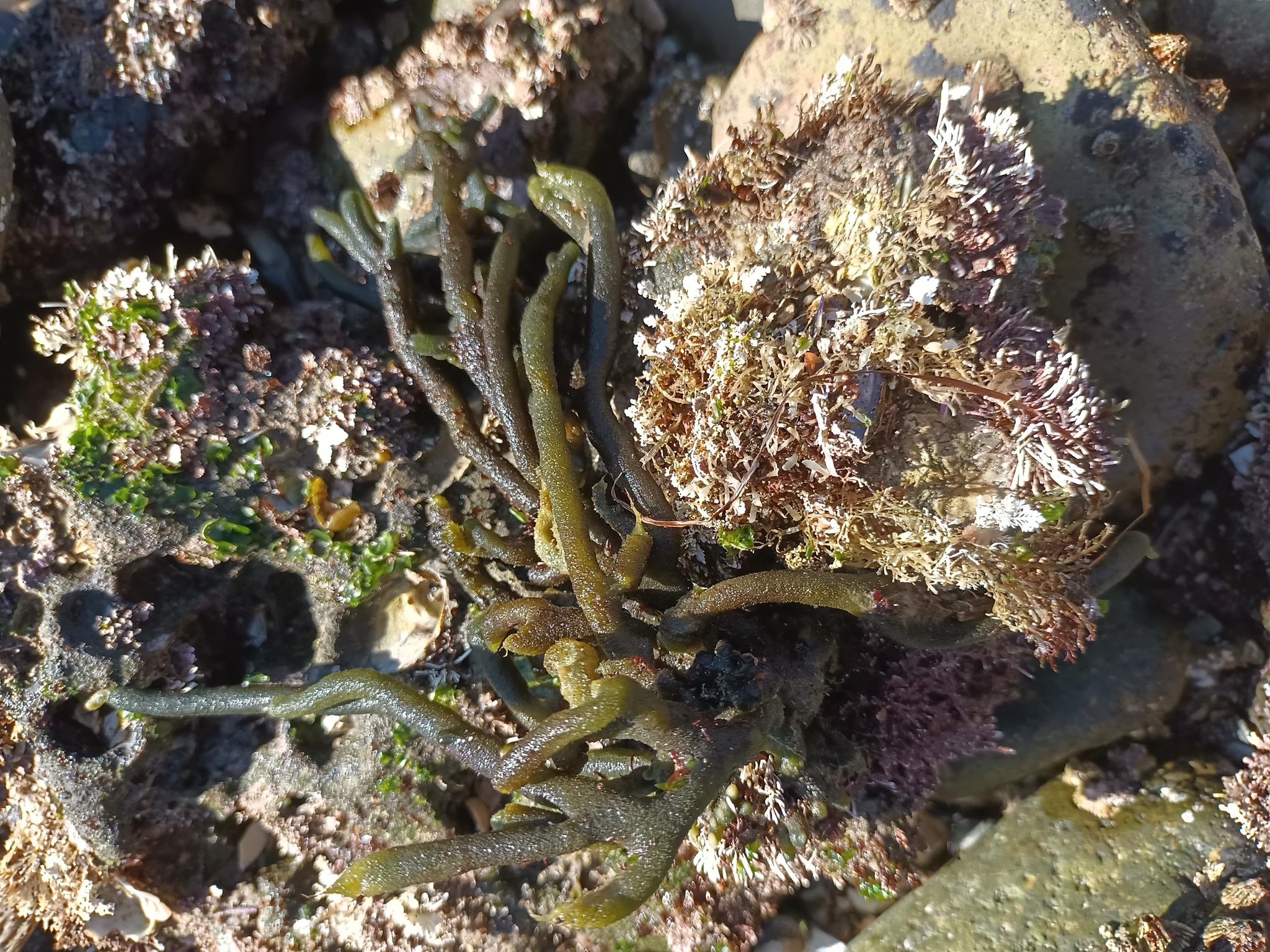 Codium fragile (Suringar) Hariot