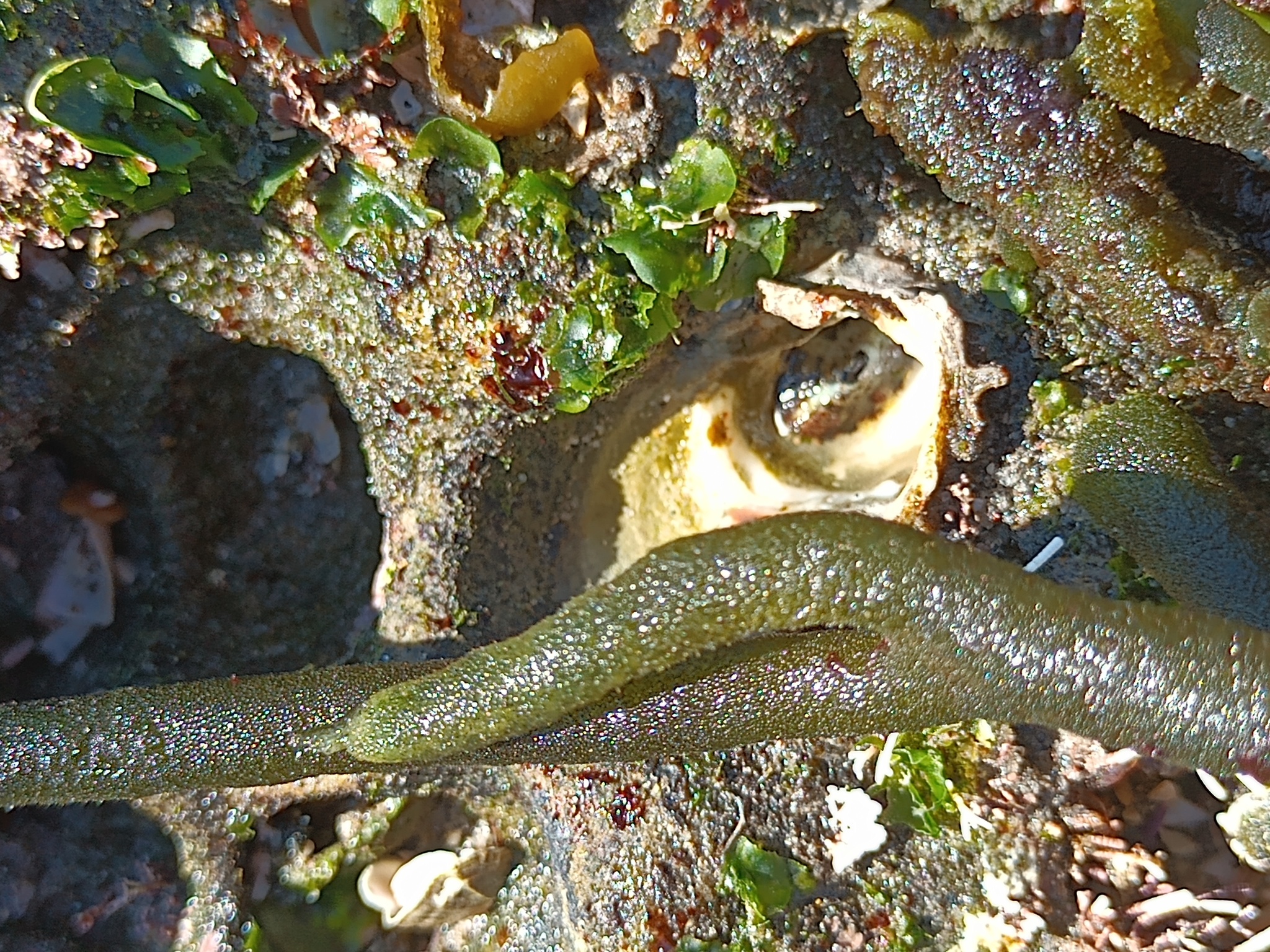 Codium fragile (Suringar) Hariot