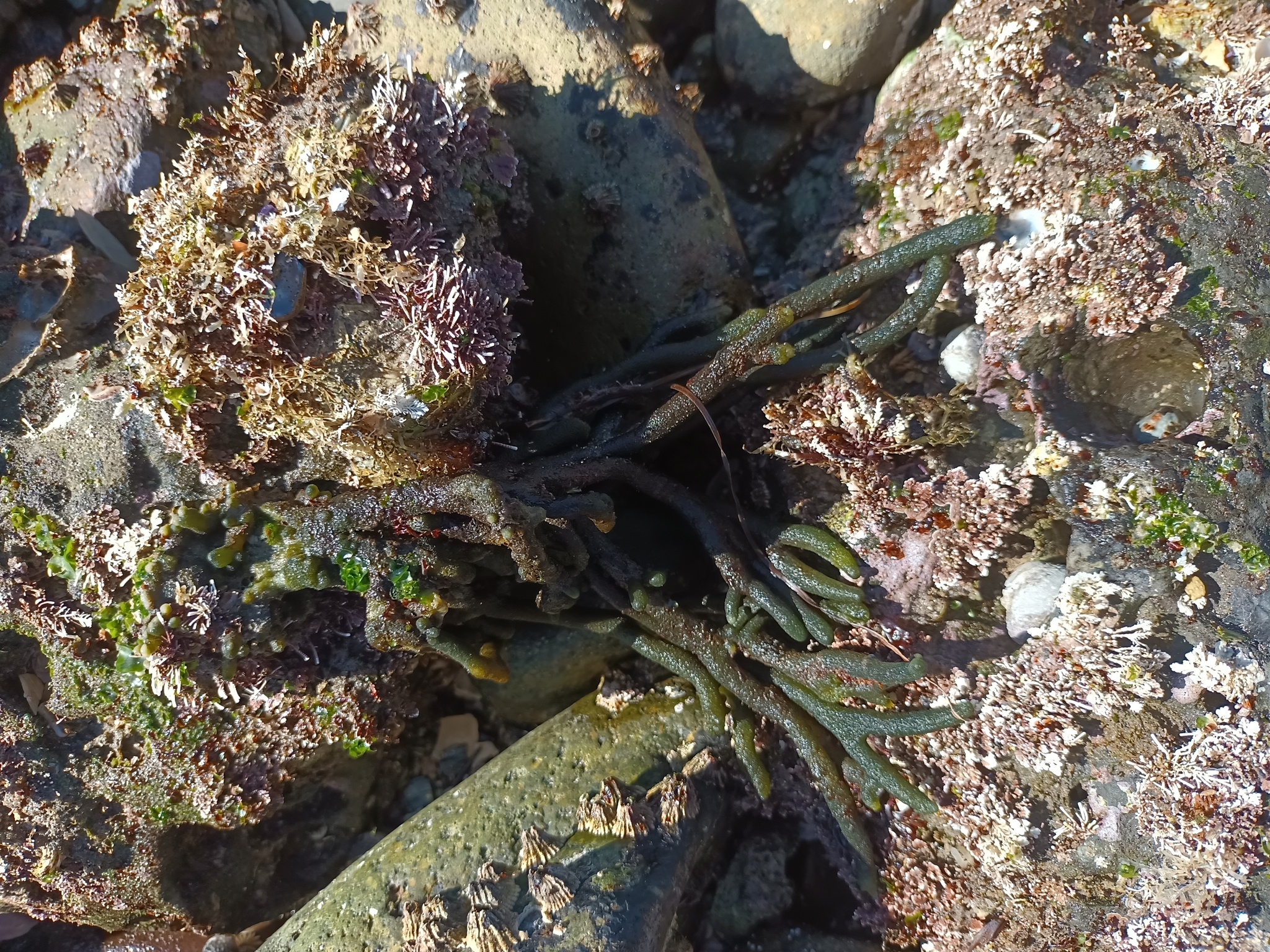 Codium fragile (Suringar) Hariot