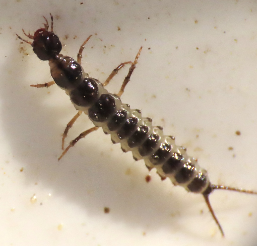 Gazelle Beetles from Redland, MD, USA on January 16, 2023 at 02:19 PM ...