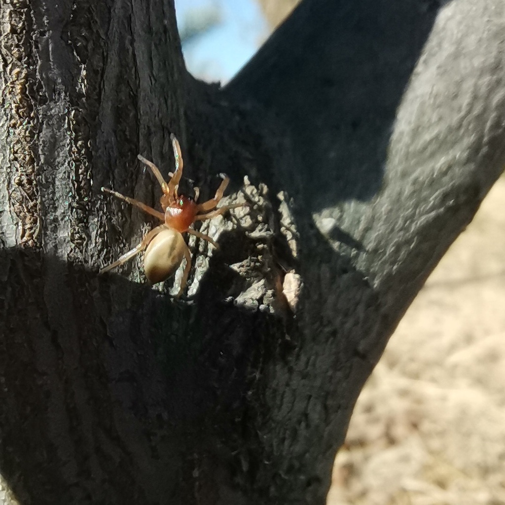 Agrarian Sac Spider from Rosales, Chihuahua, Mexico on January 23, 2023 ...