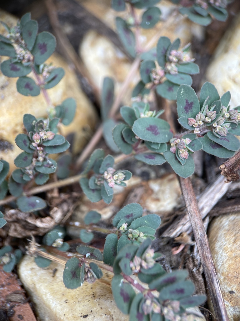 Spotted spurge from Addicott St, Frankston, VIC, AU on January 24, 2023 ...