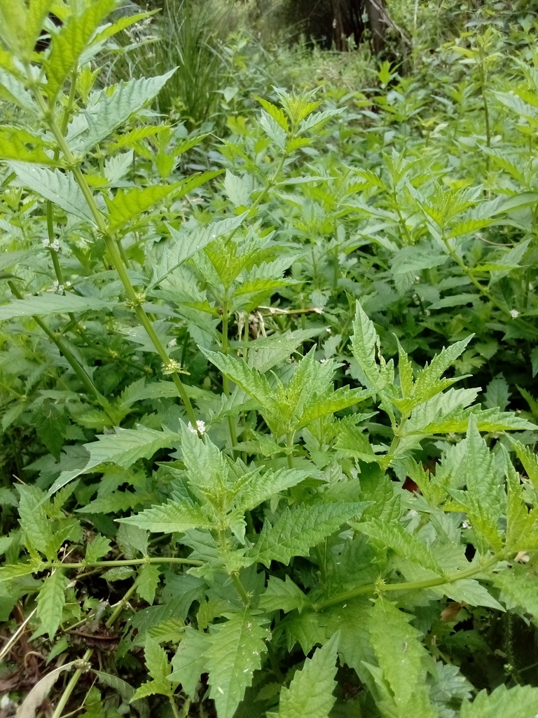 European water-horehound from Tamahere on January 24, 2023 at 10:57 AM ...