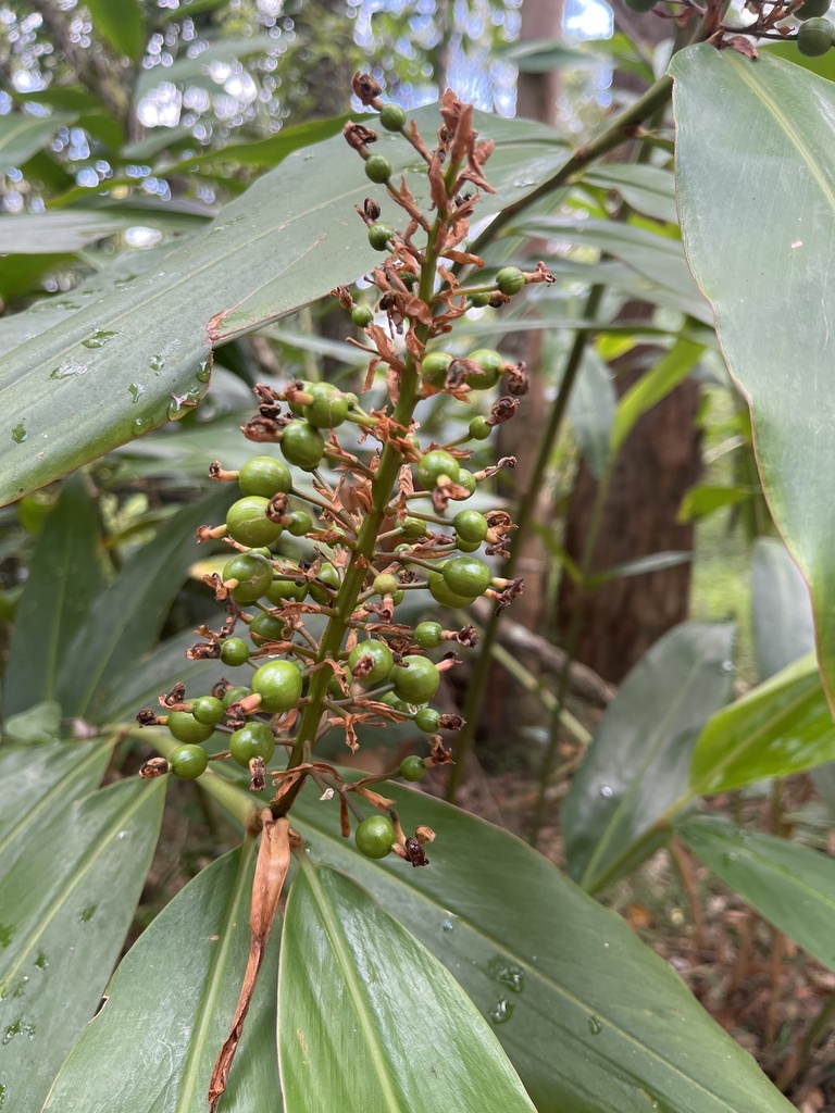Native Ginger from D’Aguilar National Park, England Creek, QLD, AU on ...